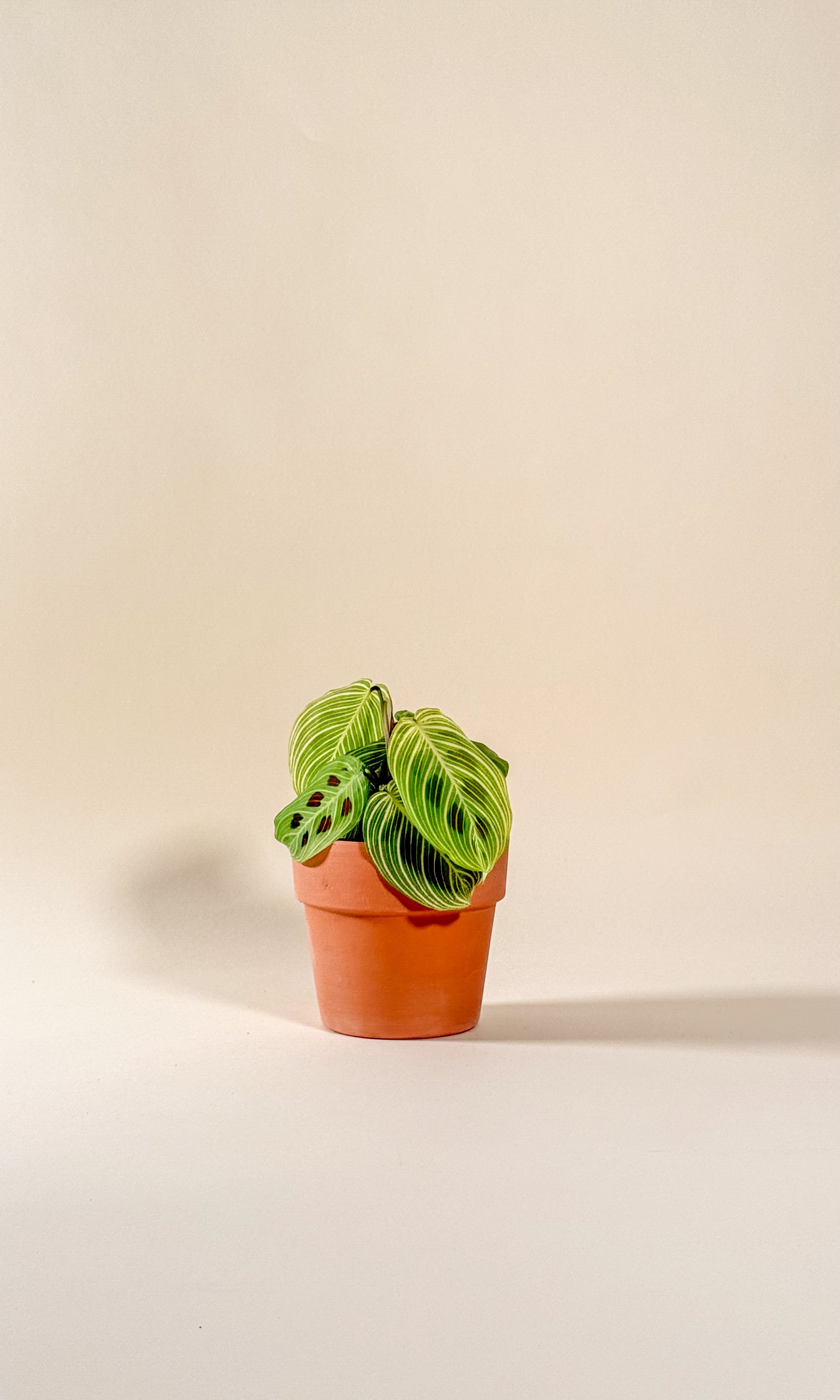 Maranta 'gold lines' – Brindille